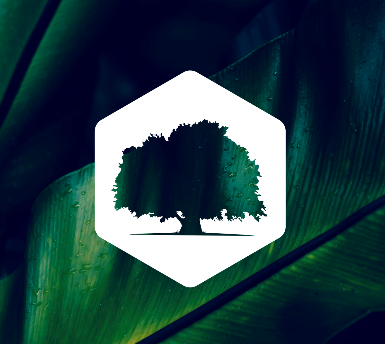 logo quercus instagram – QUERCUS